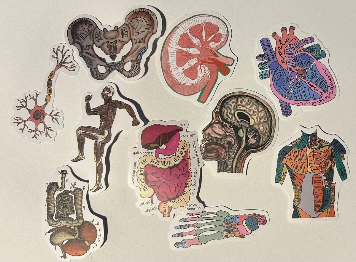 Anatomy- human body – Rebel Stitcher Designs